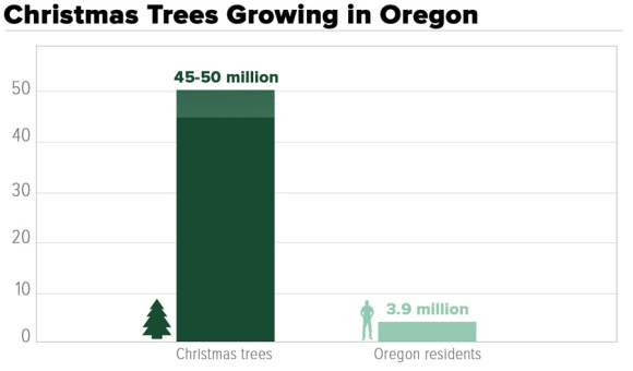 America’s Christmas Tree Capital – The Dish